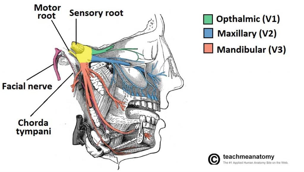 Decoding Migraine Pain: The Role of the Trigeminocervical Complex (TCC ...